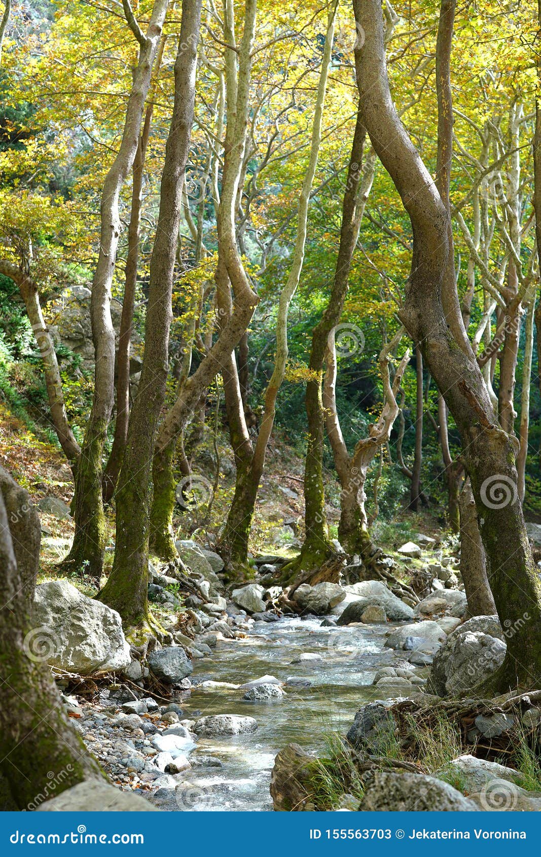 Brook between Trees in the Mountain Dirfi in Eubeoa Stock Image - Image ...