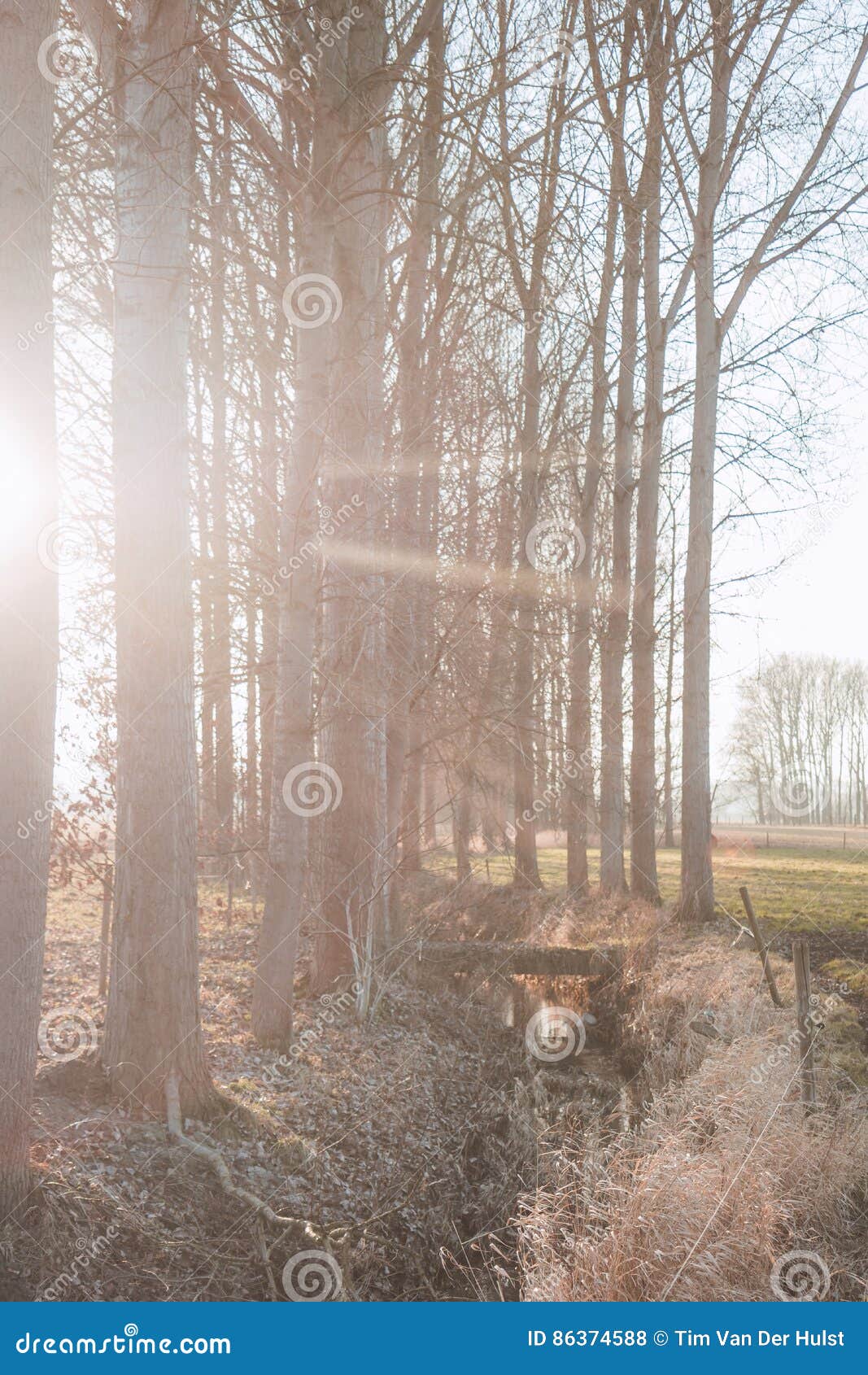Brook and trees stock photo. Image of flare, small, visible - 86374588