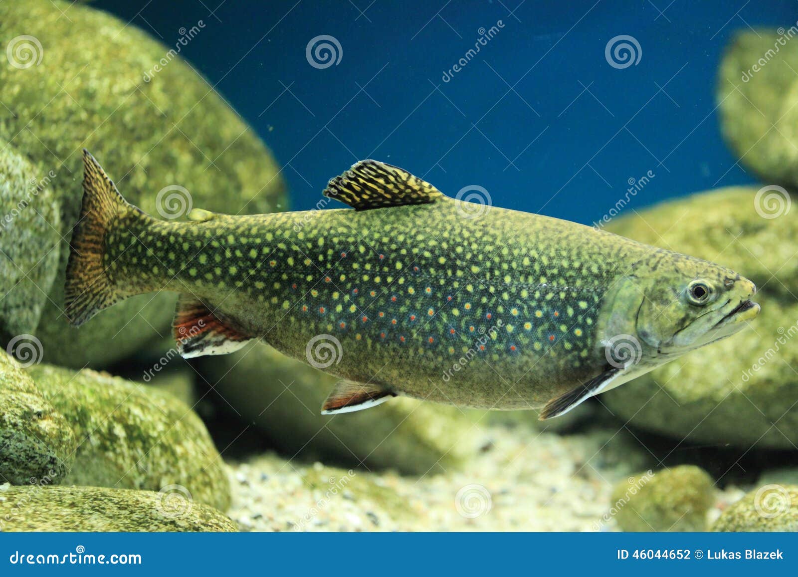 Brook trout stock photo. Image of water, trout, nature - 46044652