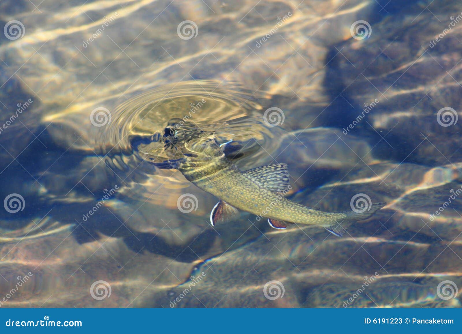 Brook trout rise stock image. Image of strike, fontinalis - 6191223