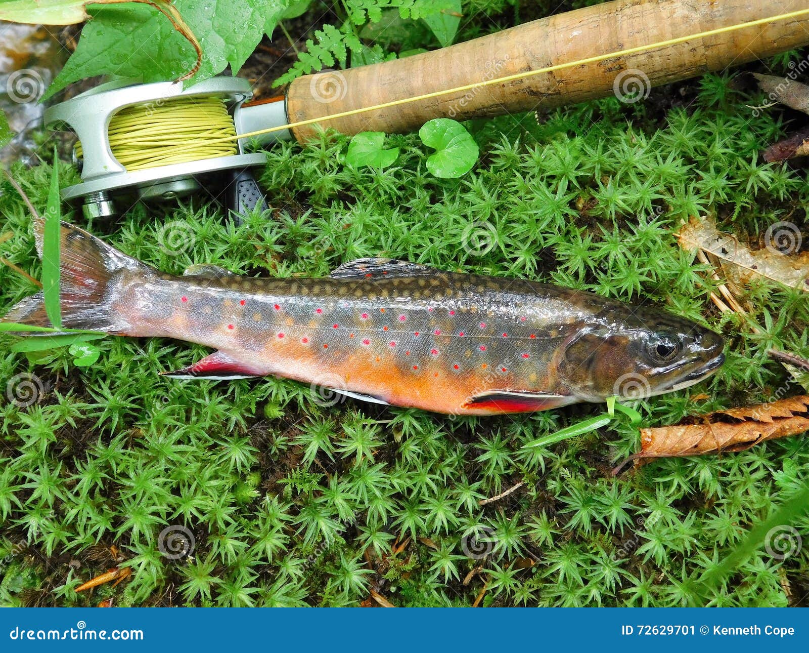 Brook Trout stock image. Image of fisherman, hiking, environment - 72629701