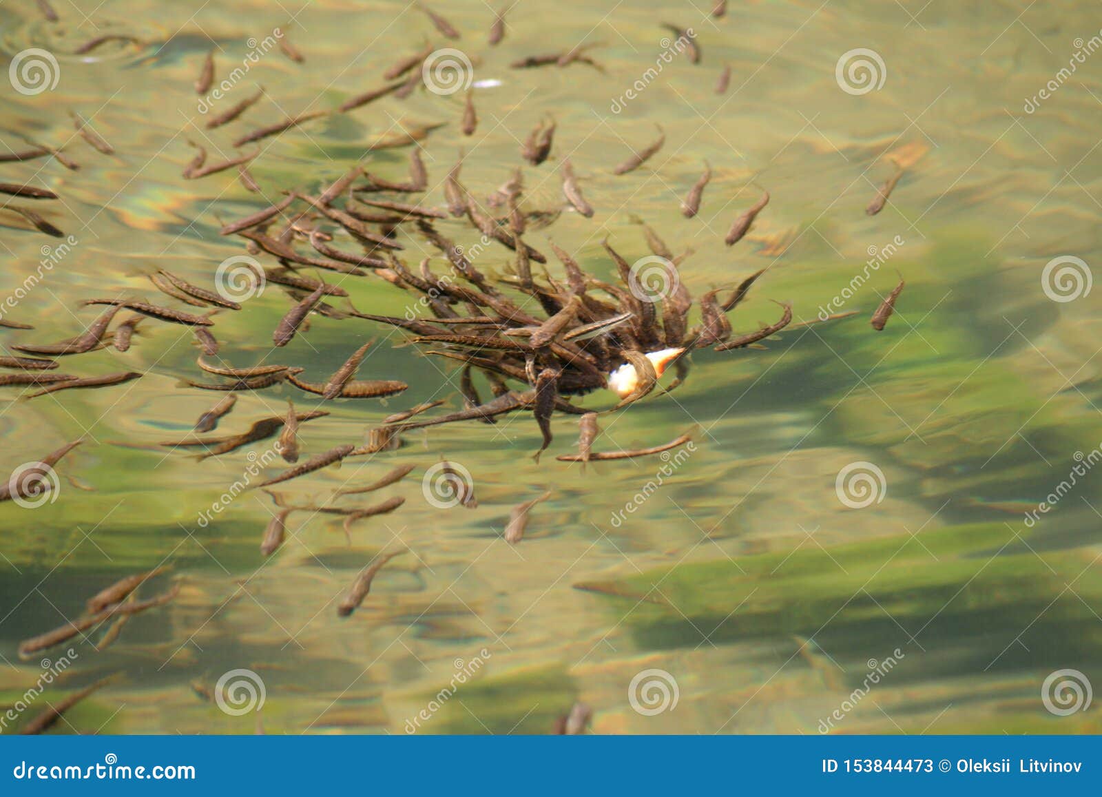 Brook Trout on the Surface of the Water Stock Image - Image of fishes ...
