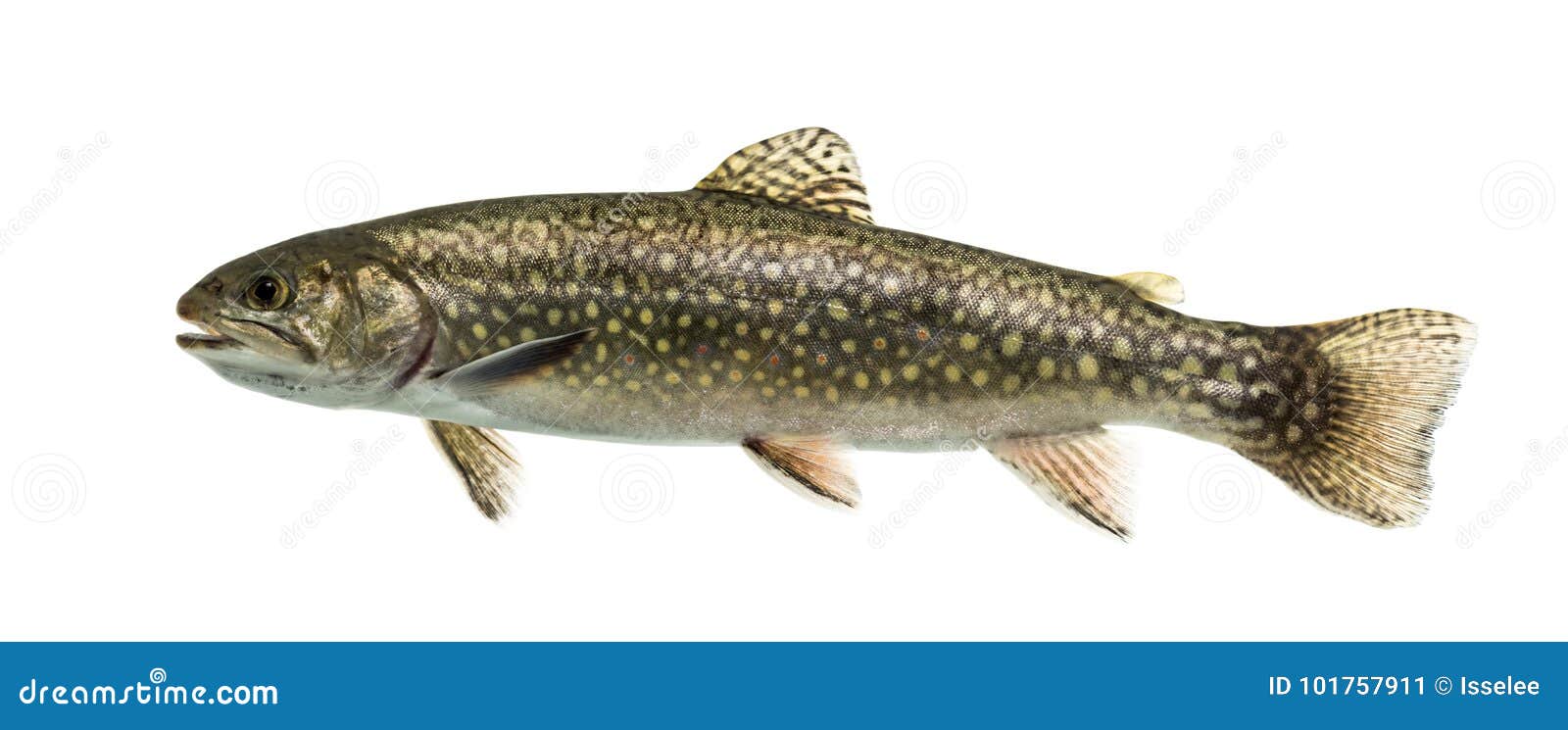 Brook Trout Swimming, Isolated Stock Image - Image of dorsal, beige ...