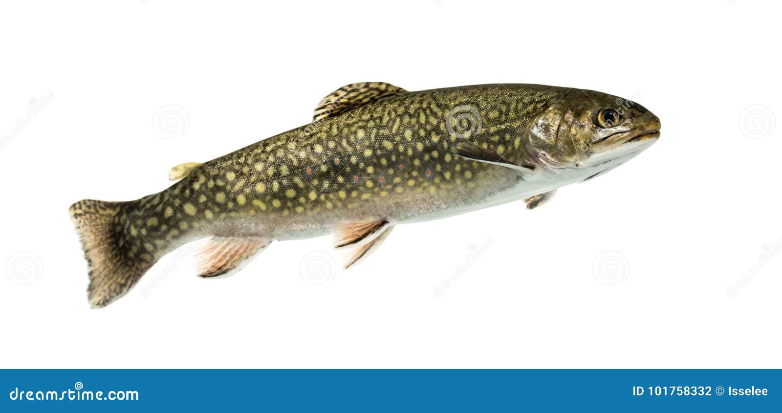 Brook Trout Swimming, Isolated Stock Photo - Image of beige, view ...