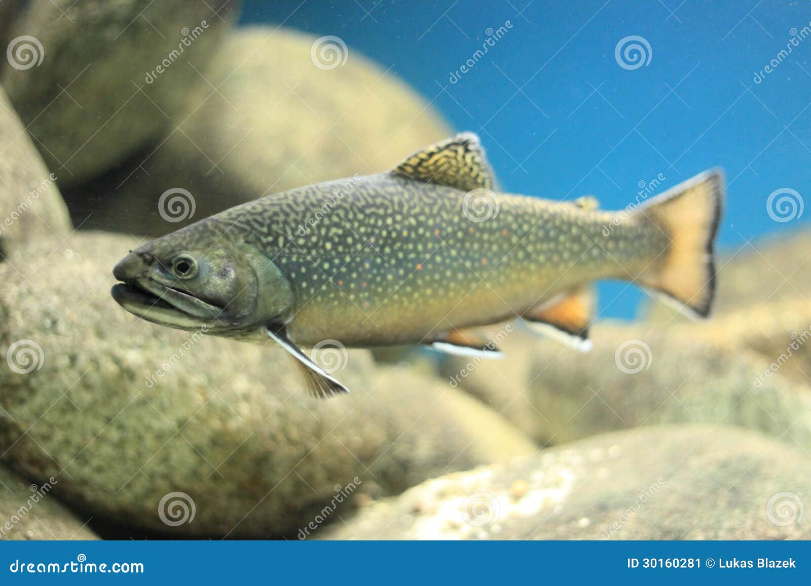 Brook trout stock image. Image of salvelinus, trout, brook - 30160281