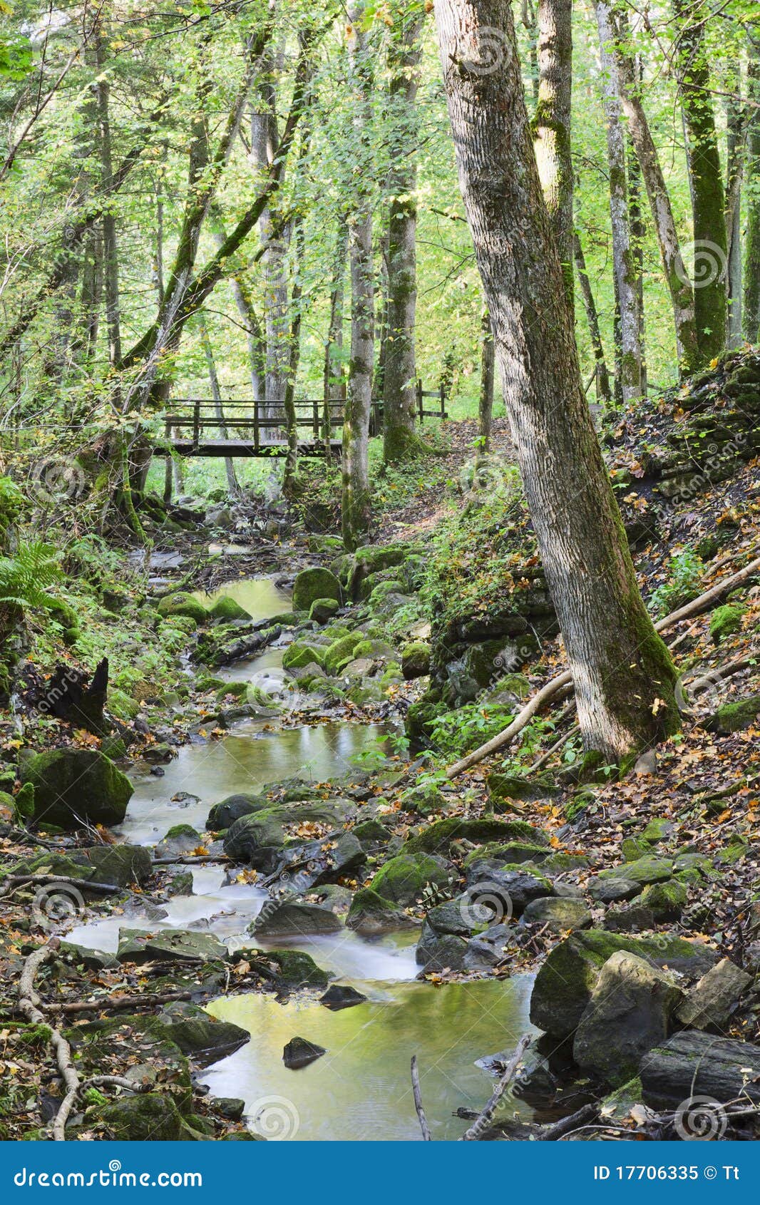 Brook in the woods stock image. Image of natural, path - 17706335