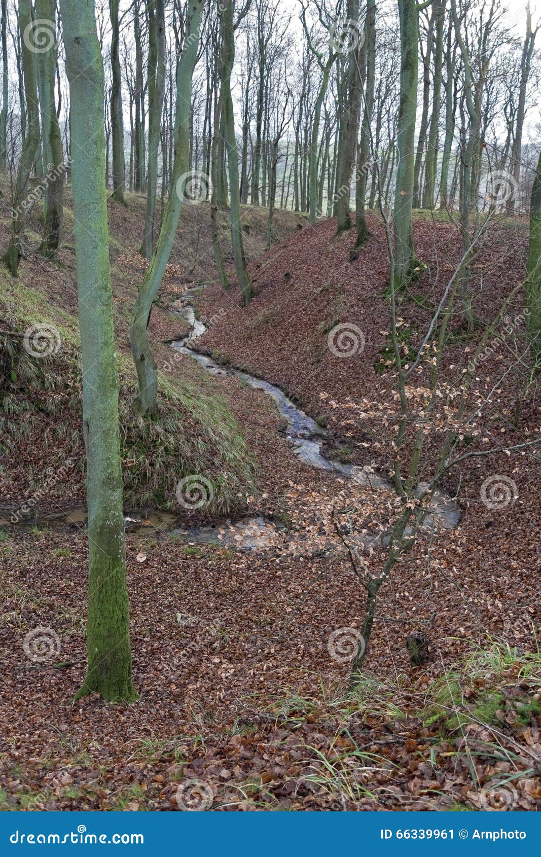 Brooklet in the Forest stock image. Image of autumn, brooklet - 66339961