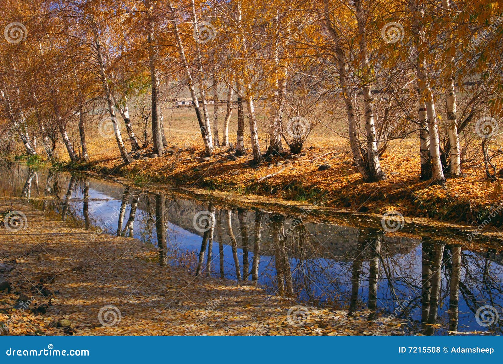 Brooklet mit Baum stockfoto. Bild von birke, bach, arroyo - 7215508