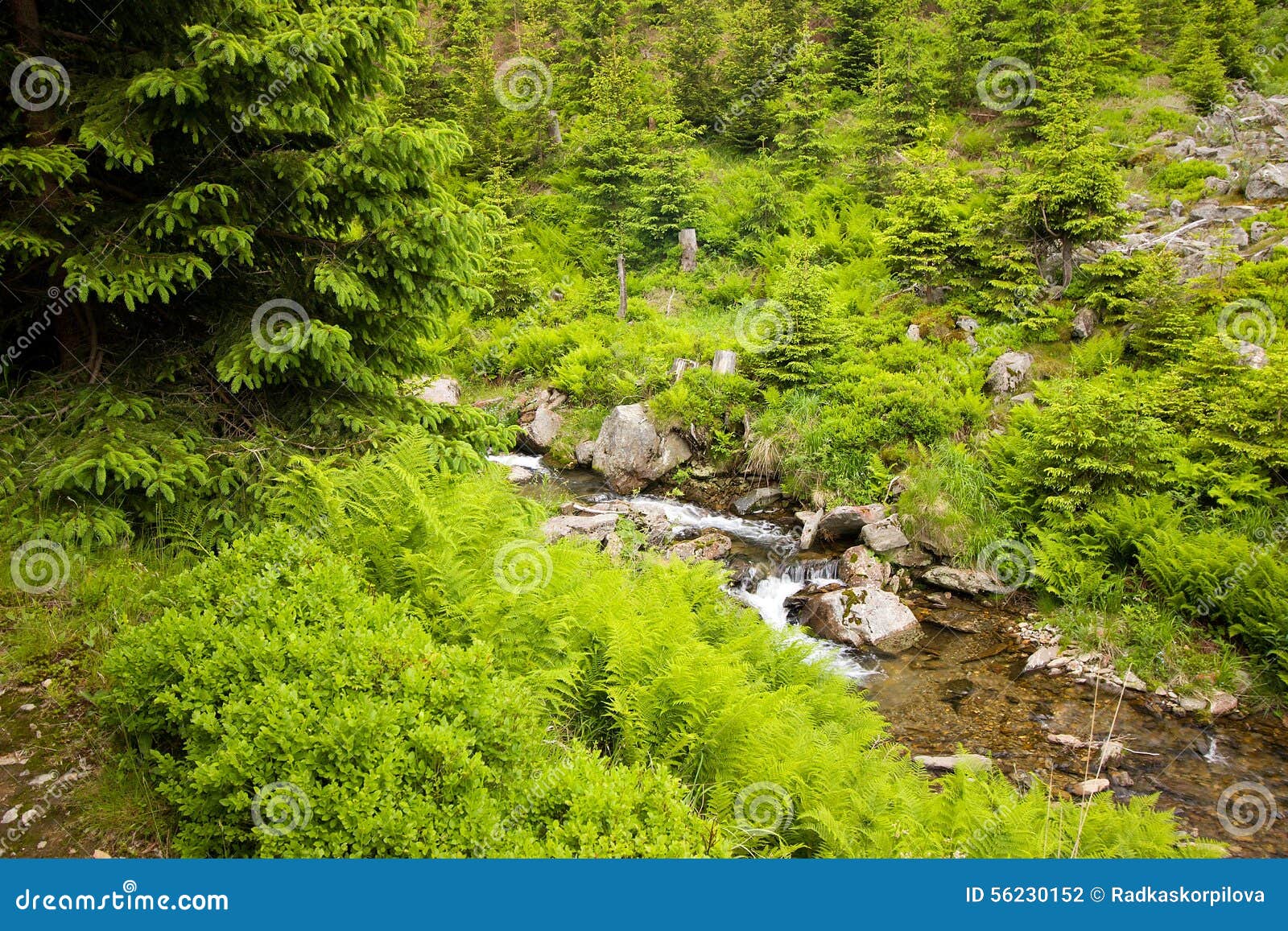 Brooklet in nature stock photo. Image of valley, forest - 56230152