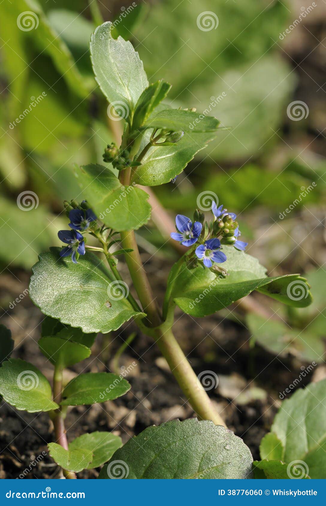 Brooklime stock photo. Image of portrait, flower, small - 38776060