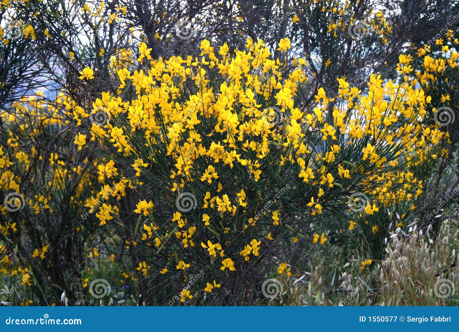 Broom bush stock image. Image of ginestre, brown, broom - 1550577
