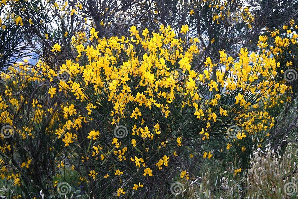 Broom bush stock image. Image of ginestre, brown, broom - 1550577