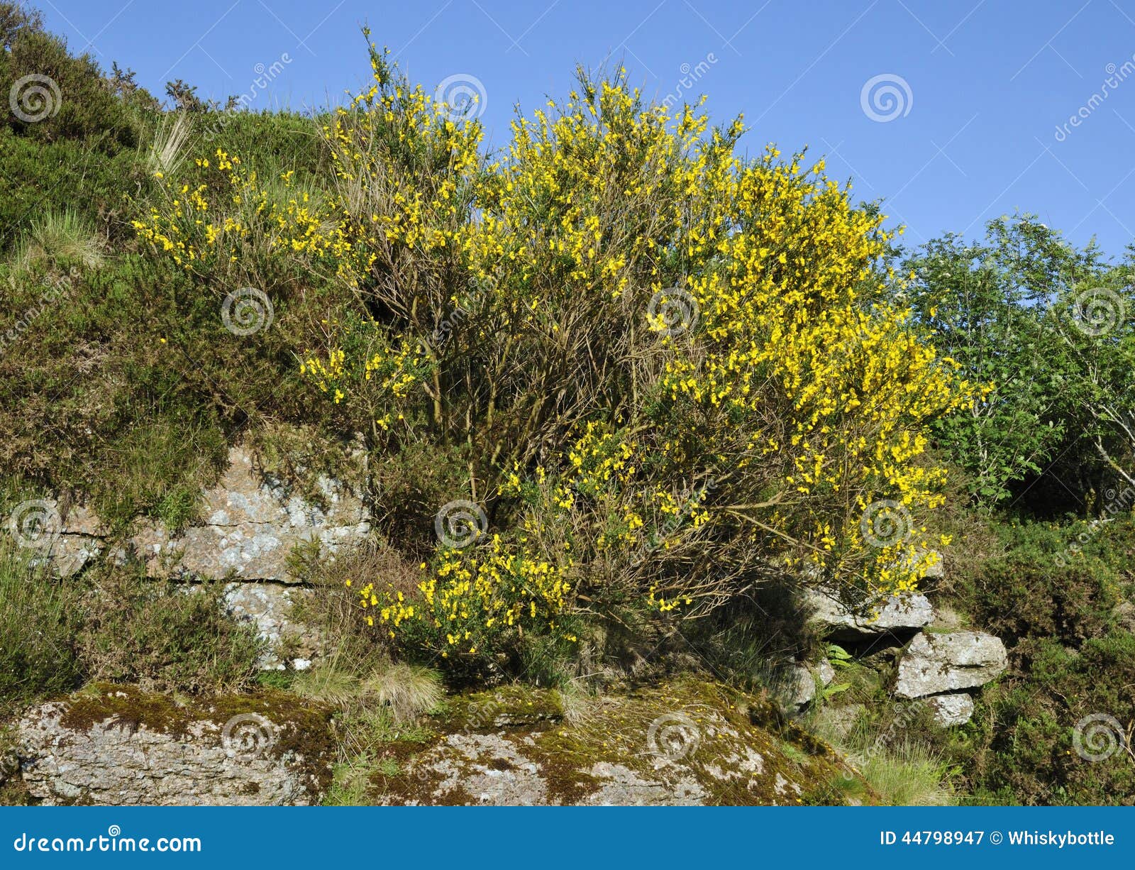Broom Bush stock image. Image of landscape, devon, dartmoor - 44798947