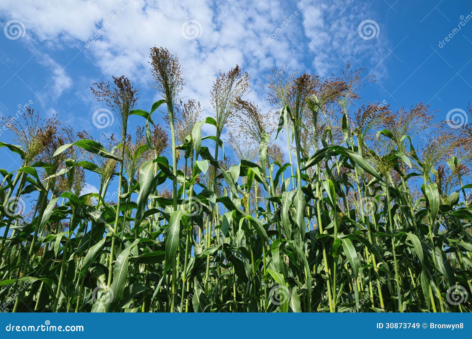 Broom Corn stock image. Image of farming, farmland, stalks - 30873749