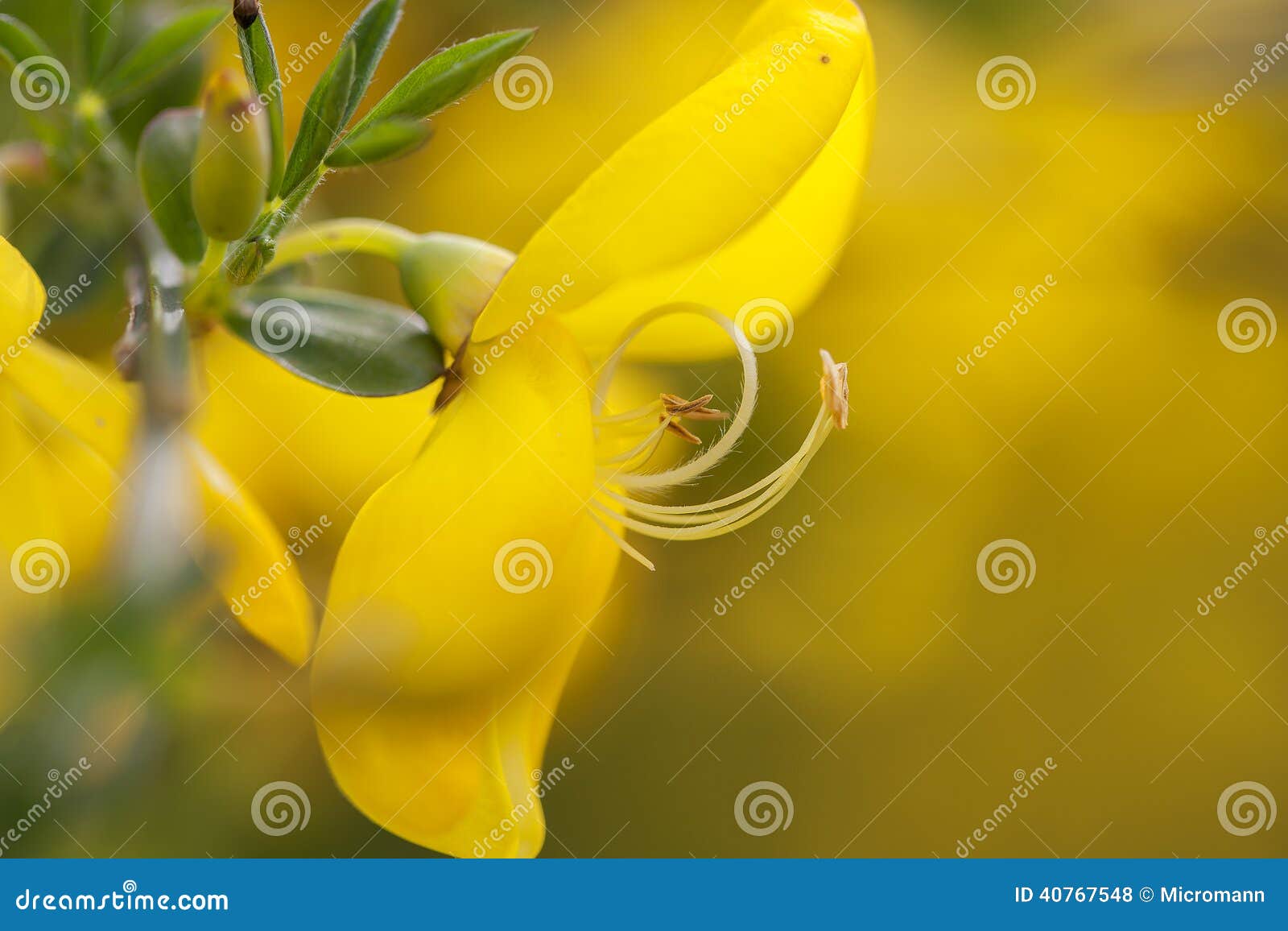 Cytisus Scoparius Sarothamnus Scoparius Also Known As The Common Broom ...