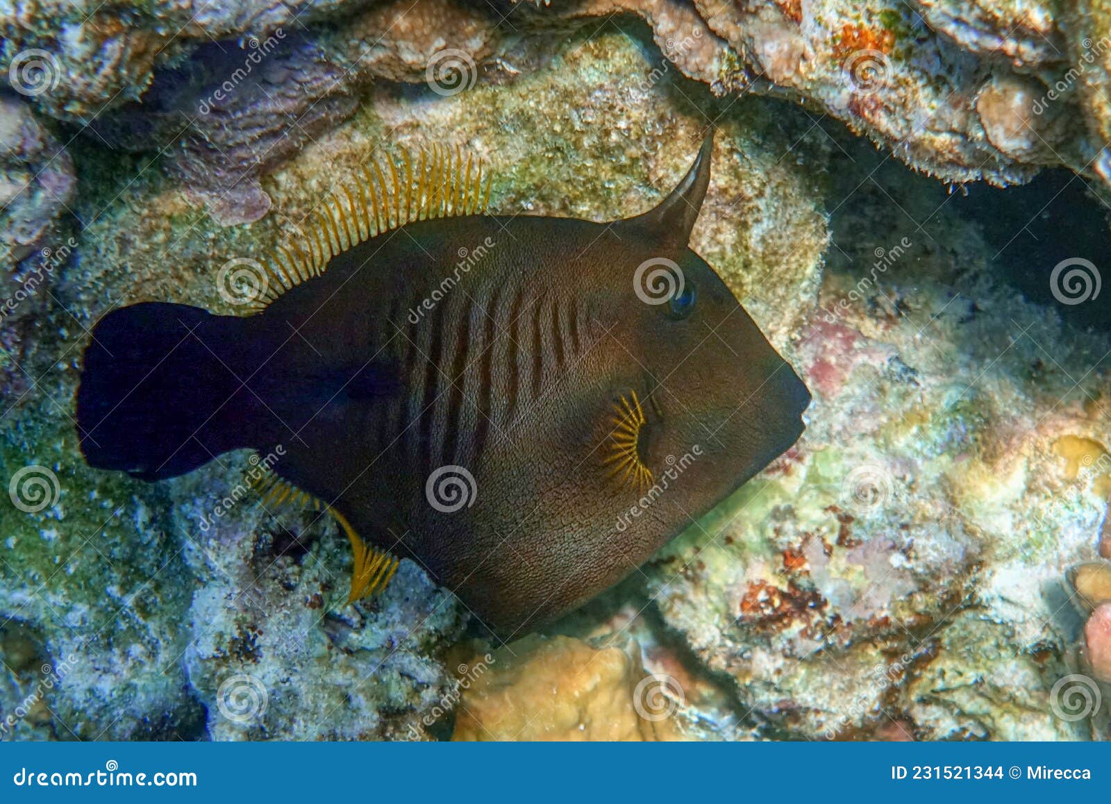 Broom Filefish in Red Sea, Egypt, Stock Photo - Image of tropical ...