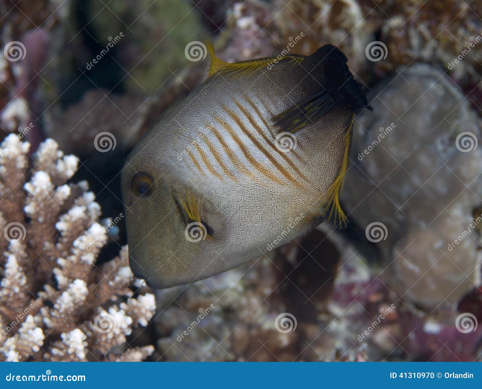 Broom filefish stock photo. Image of fish, filefish, tropical - 41310970