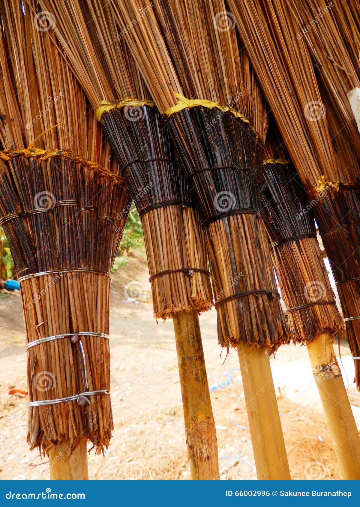 Broom In The Coconut Tree Is A Broom Made From The Petioles Of The ...