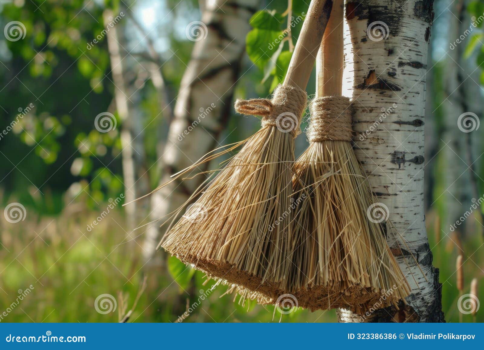 A Broom Hangs from a Tree Branch in a Dense Forest, Great for Nature ...