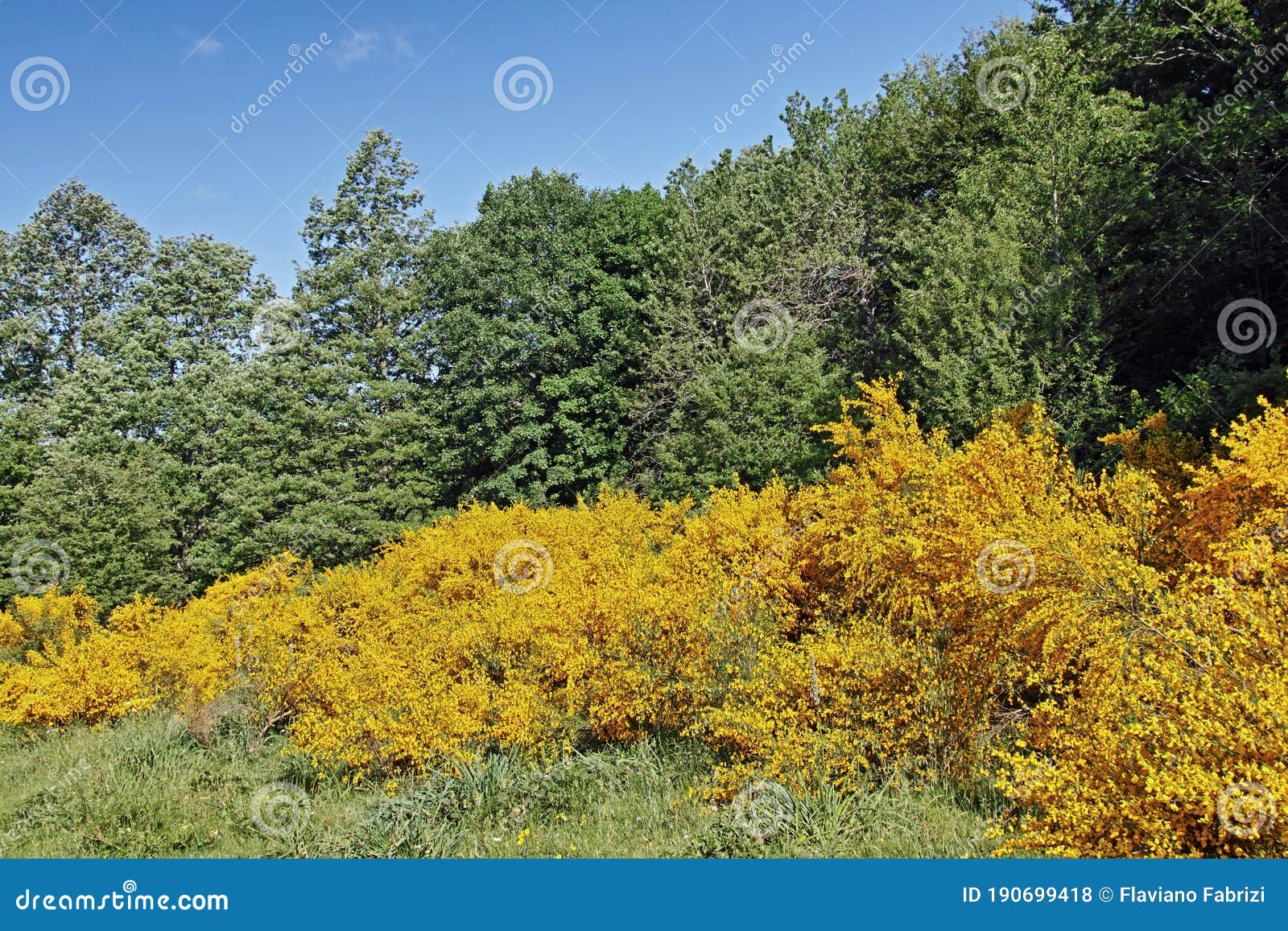 Broom plants in blooming stock photo. Image of petiole - 190699418