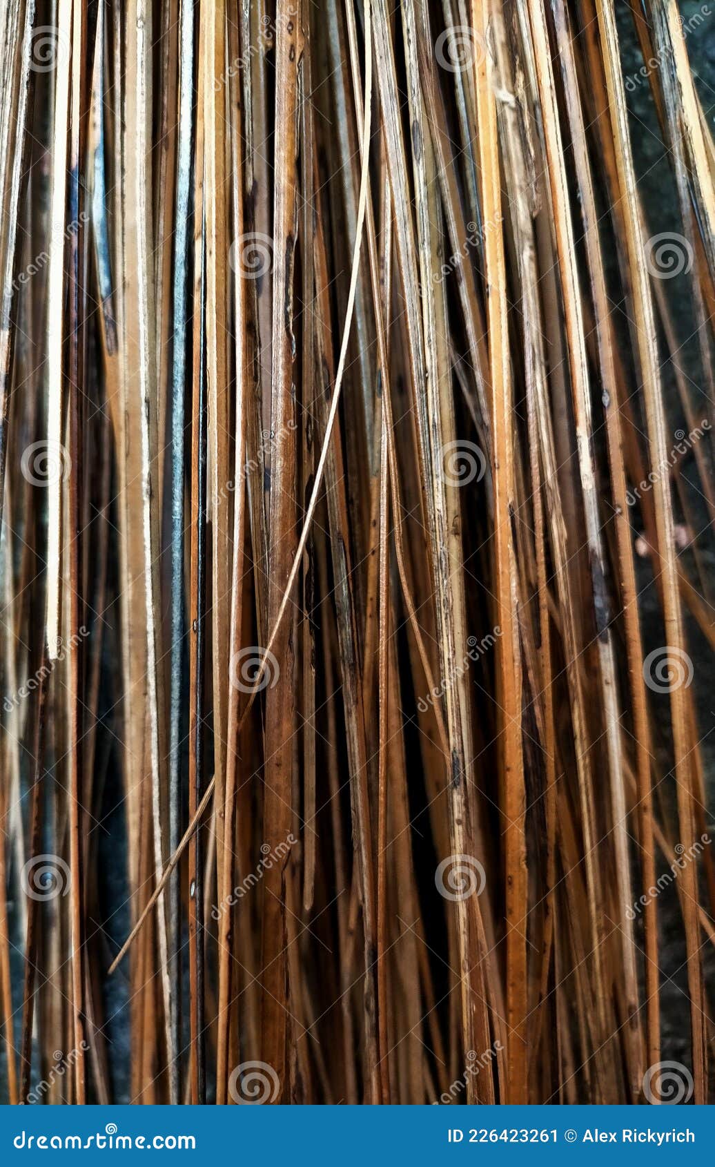 A Broom Stick Made Of Coconut Leaf Midrib Stock Photo | CartoonDealer ...