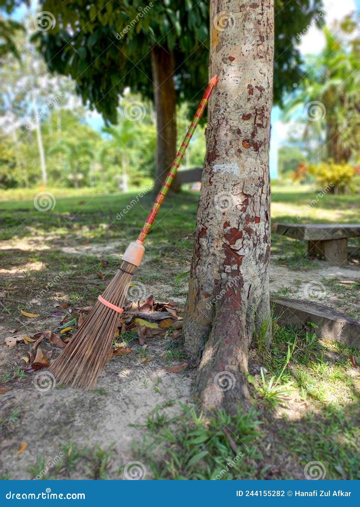 Broom Under the Tree at Tropical Garden Stock Photo - Image of nature ...