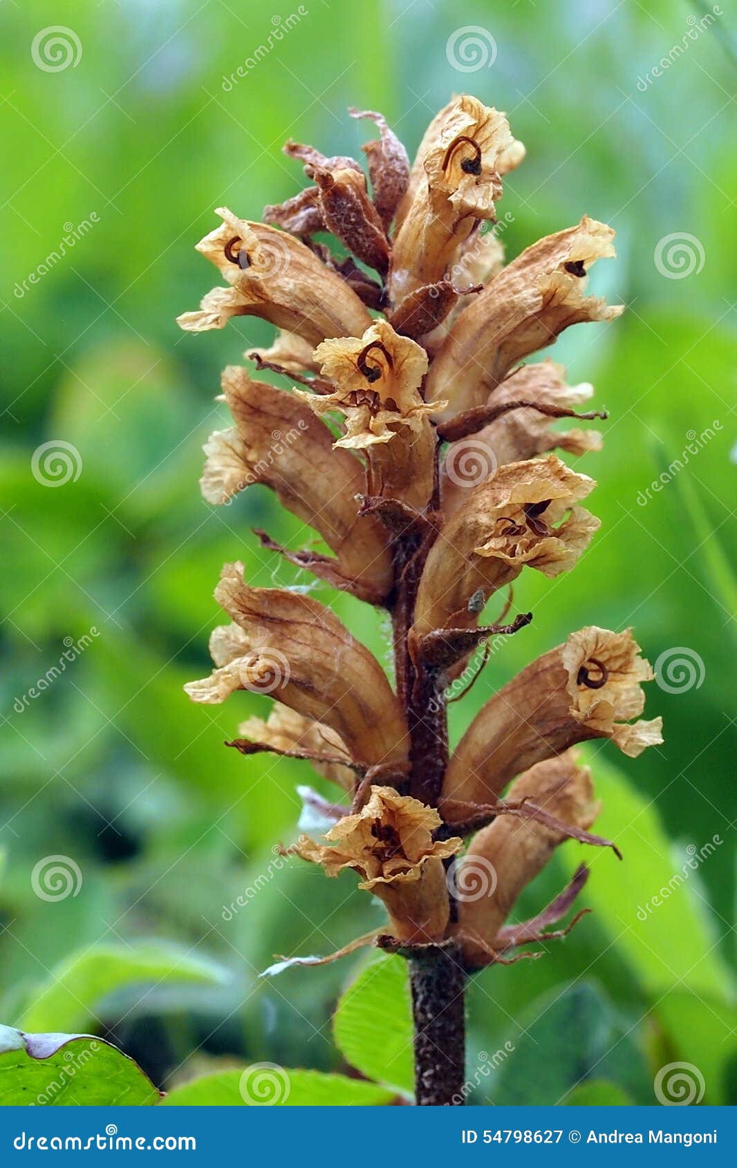 Branched Broomrape Or Orobanche Ramosa Plant With Tiny Round White ...