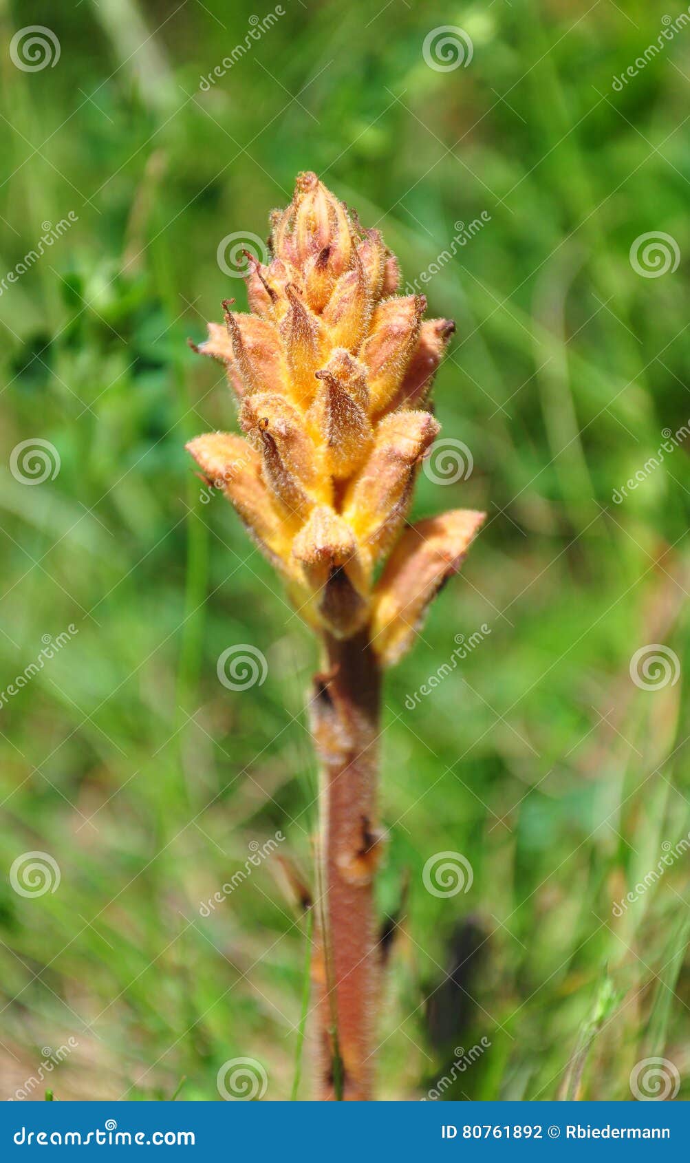 Broomrape Orobanche stock photo. Image of herb, orobanche - 80761892