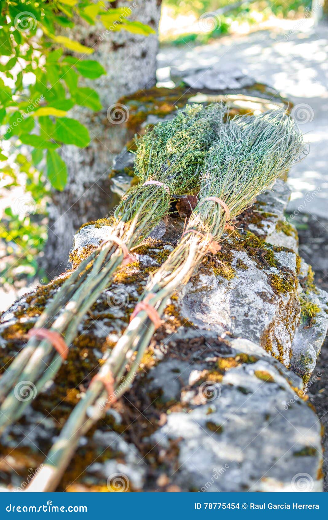 Brooms Made of Branches. Spanish Rural Scene Stock Photo - Image of ...