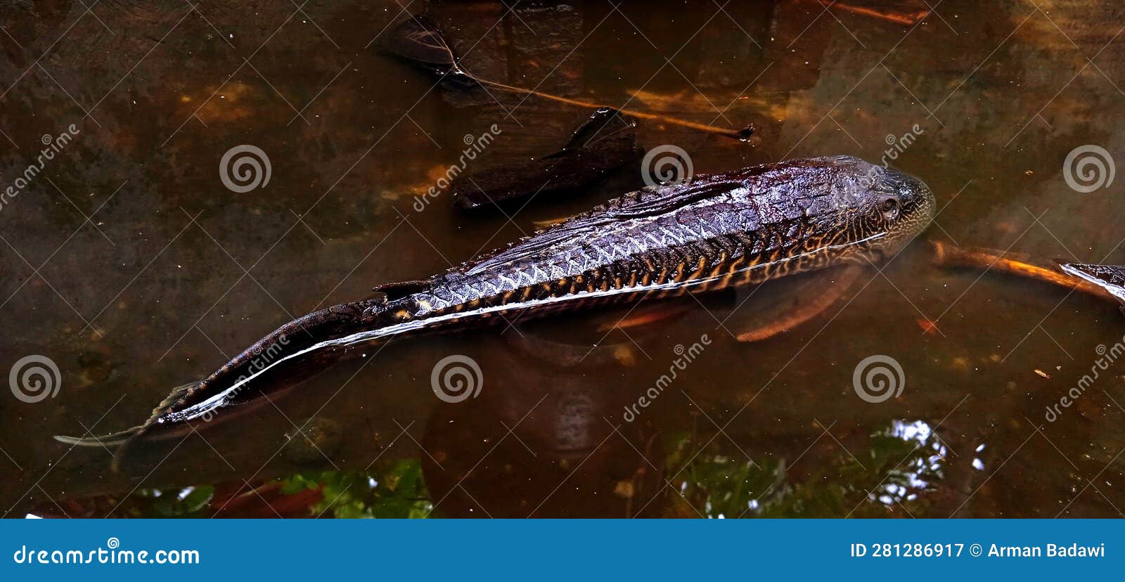Broomstick Fish in Water Ponds Stock Image - Image of reptile, night ...