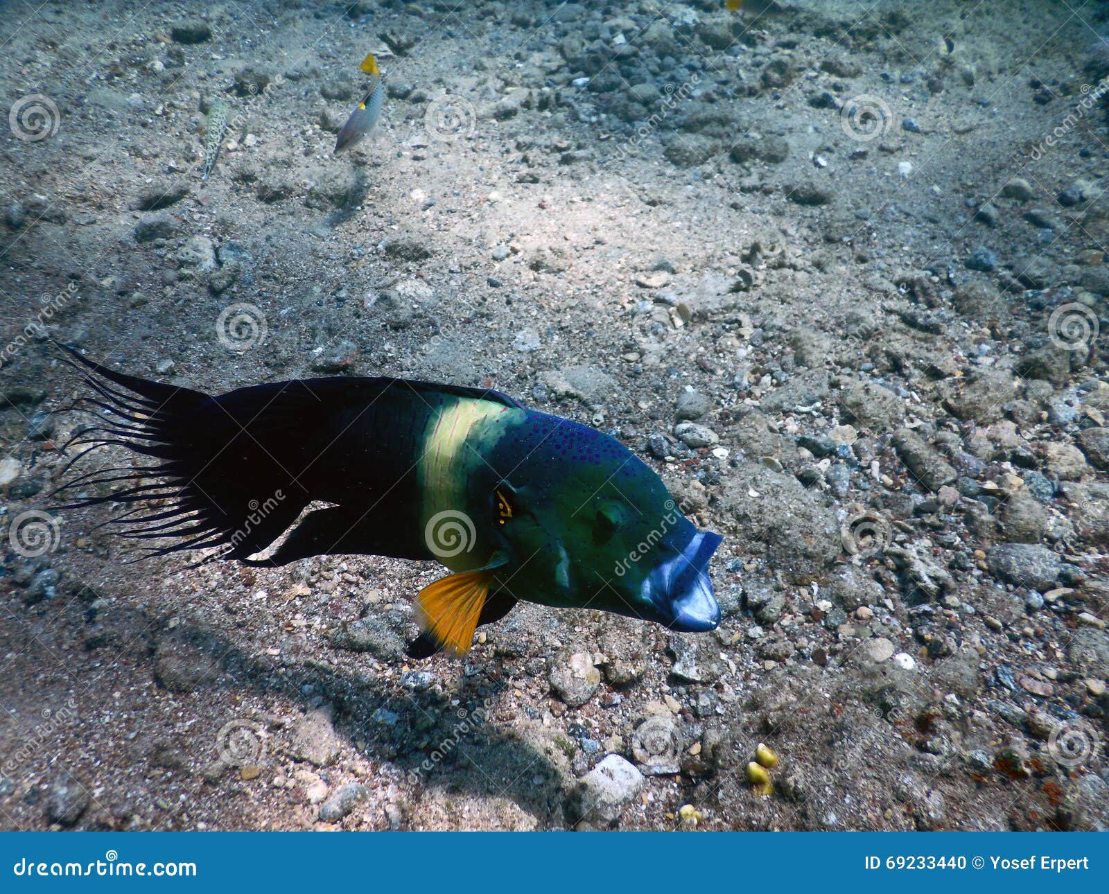 Broomtail wrasse fish stock photo. Image of travel, scuba - 69233440