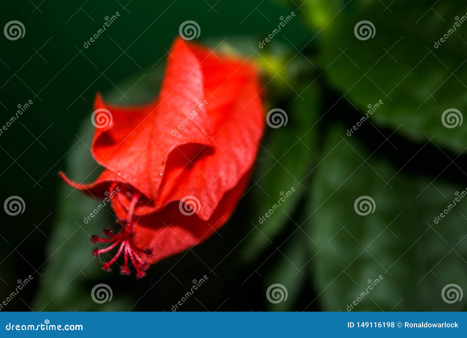 Hibisco-colibri stock photo. Image of green, branch - 149116198