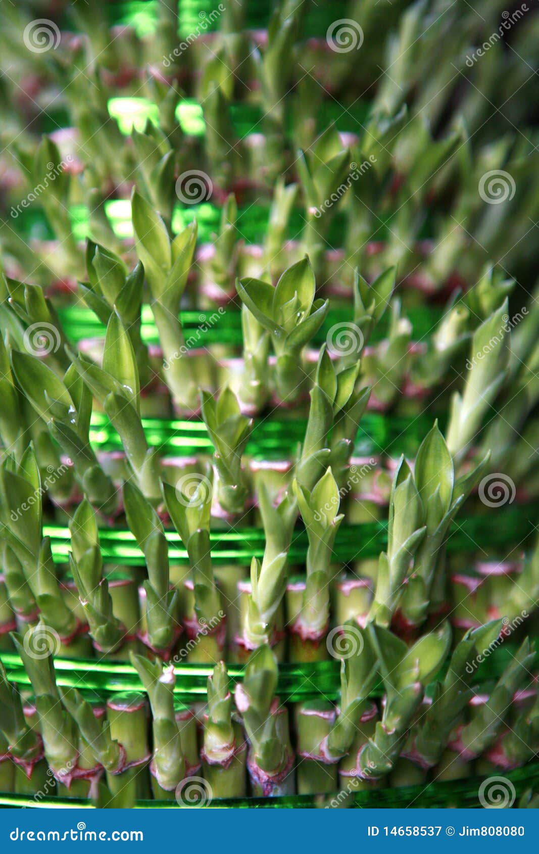 Brote imagen de archivo. Imagen de frescura, flor, imagen - 14658537