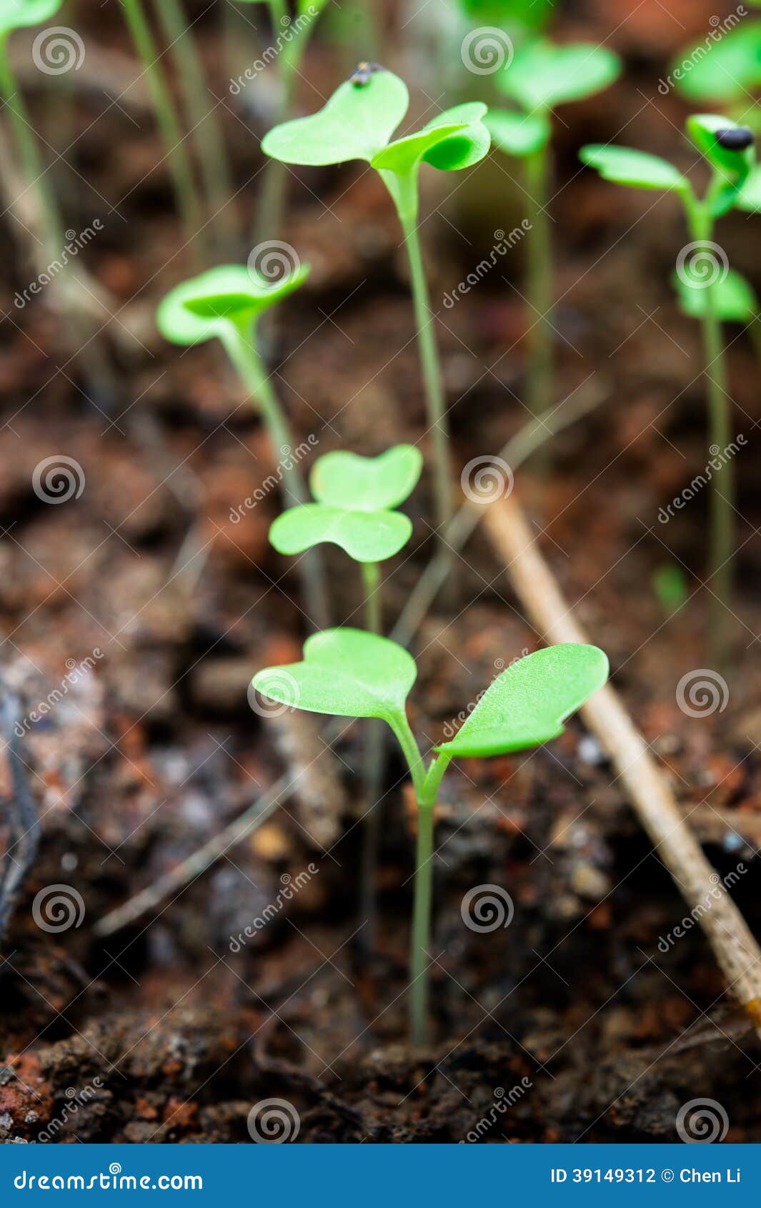 Brote foto de archivo. Imagen de vida, ambiente, brote - 39149312