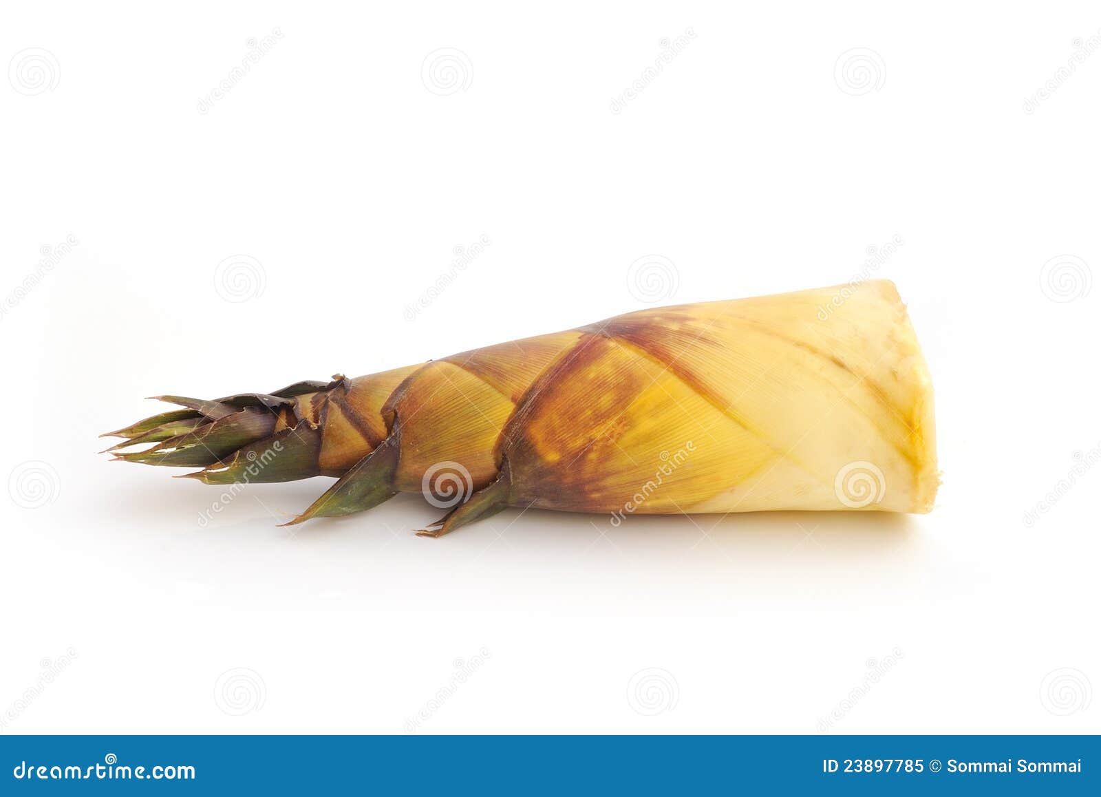 Brote de bambú imagen de archivo. Imagen de lanzamiento - 23897785