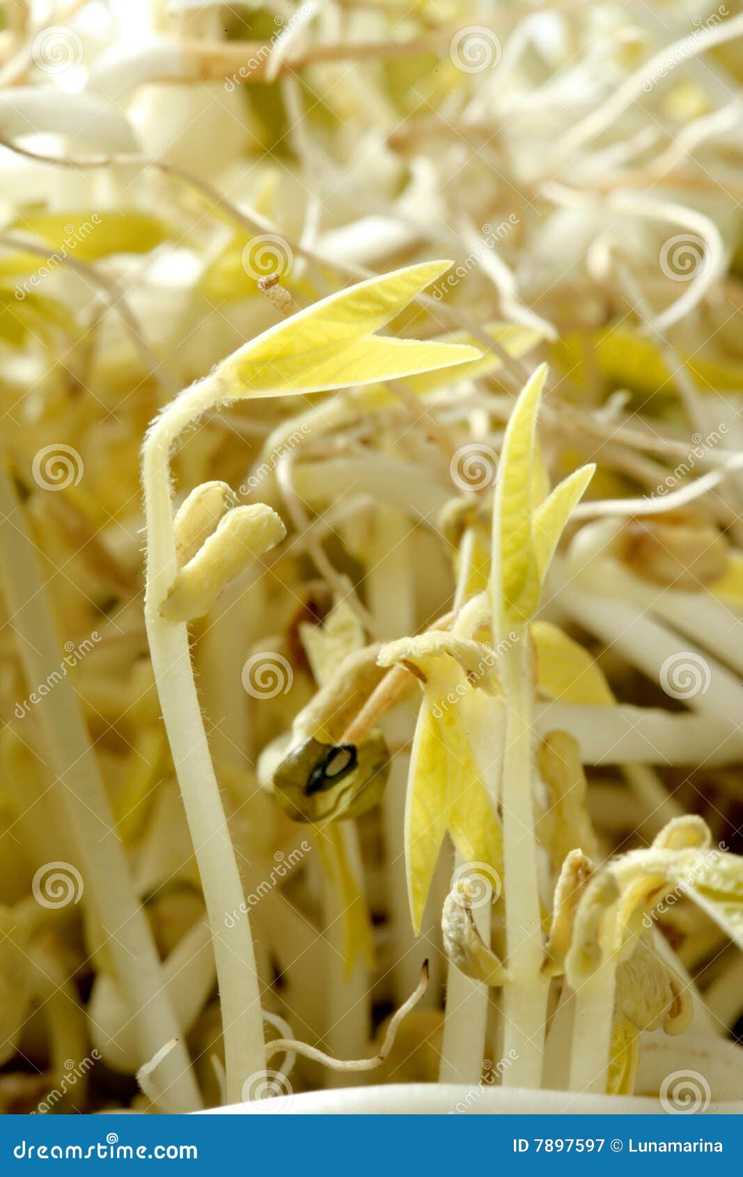 Brote De La Haba De La Soja. Imagen de archivo - Imagen de verde ...