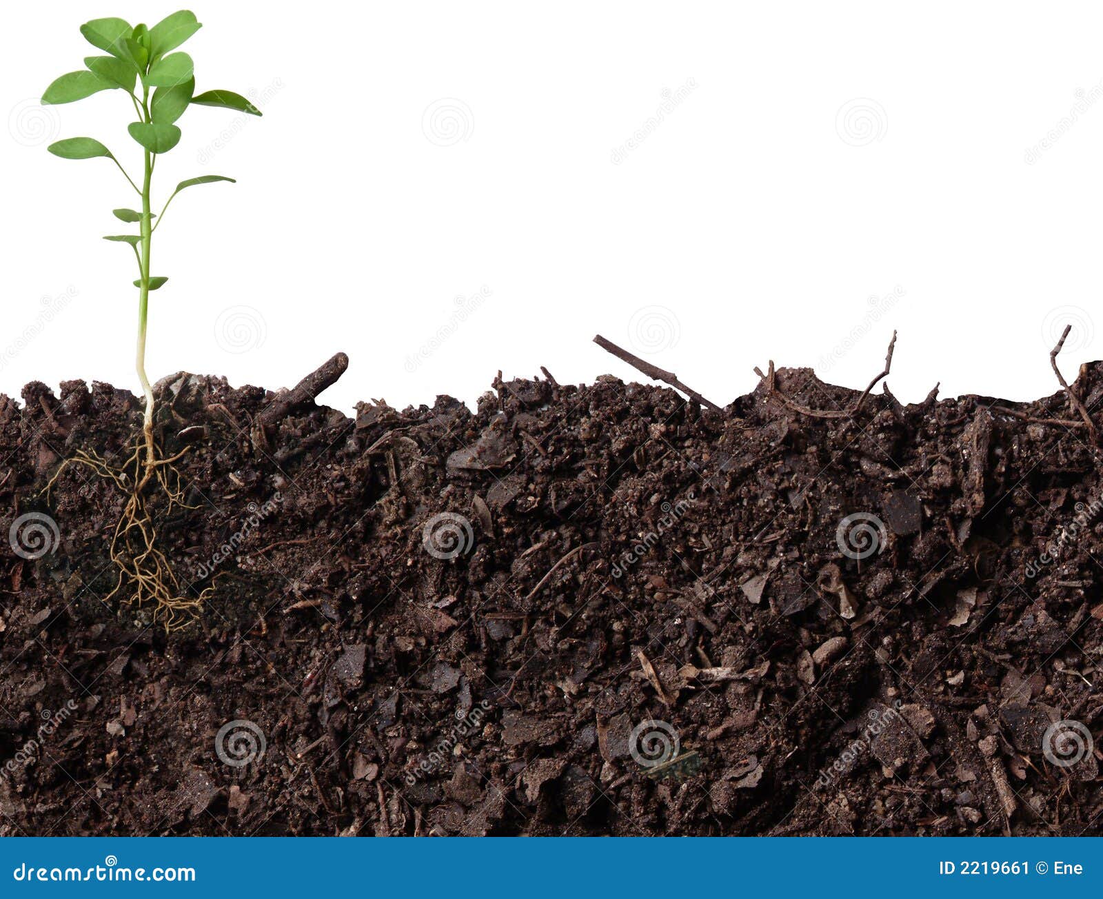 Brote de la planta imagen de archivo. Imagen de lanzamiento - 2219661