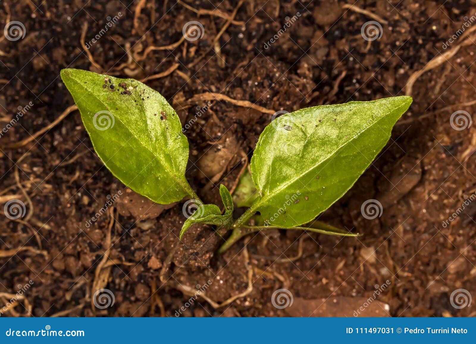 Brote De La Planta En La Tierra Imagen de archivo - Imagen de primer ...
