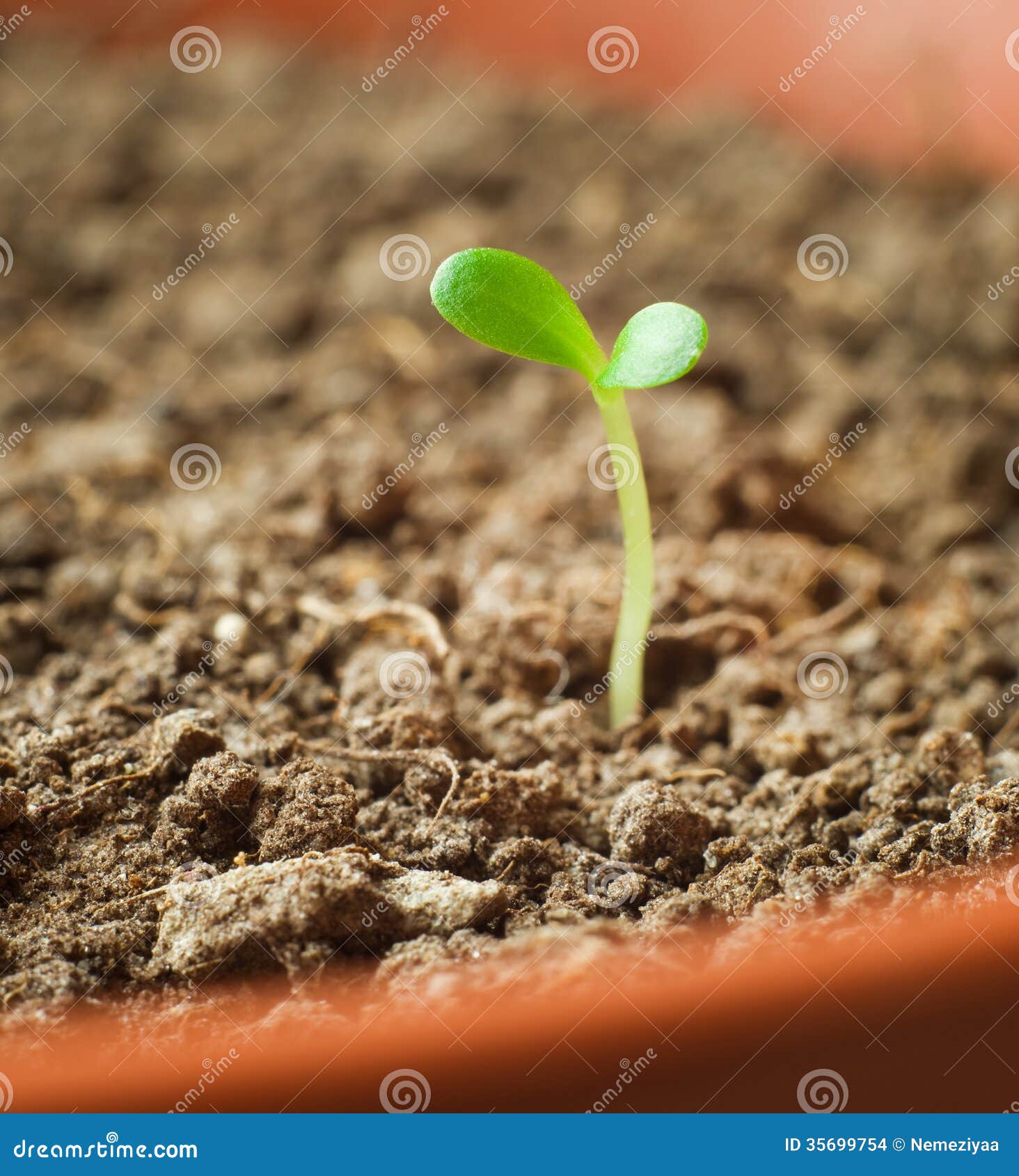 Brote De La Planta En Una Maceta Foto de archivo - Imagen de ...