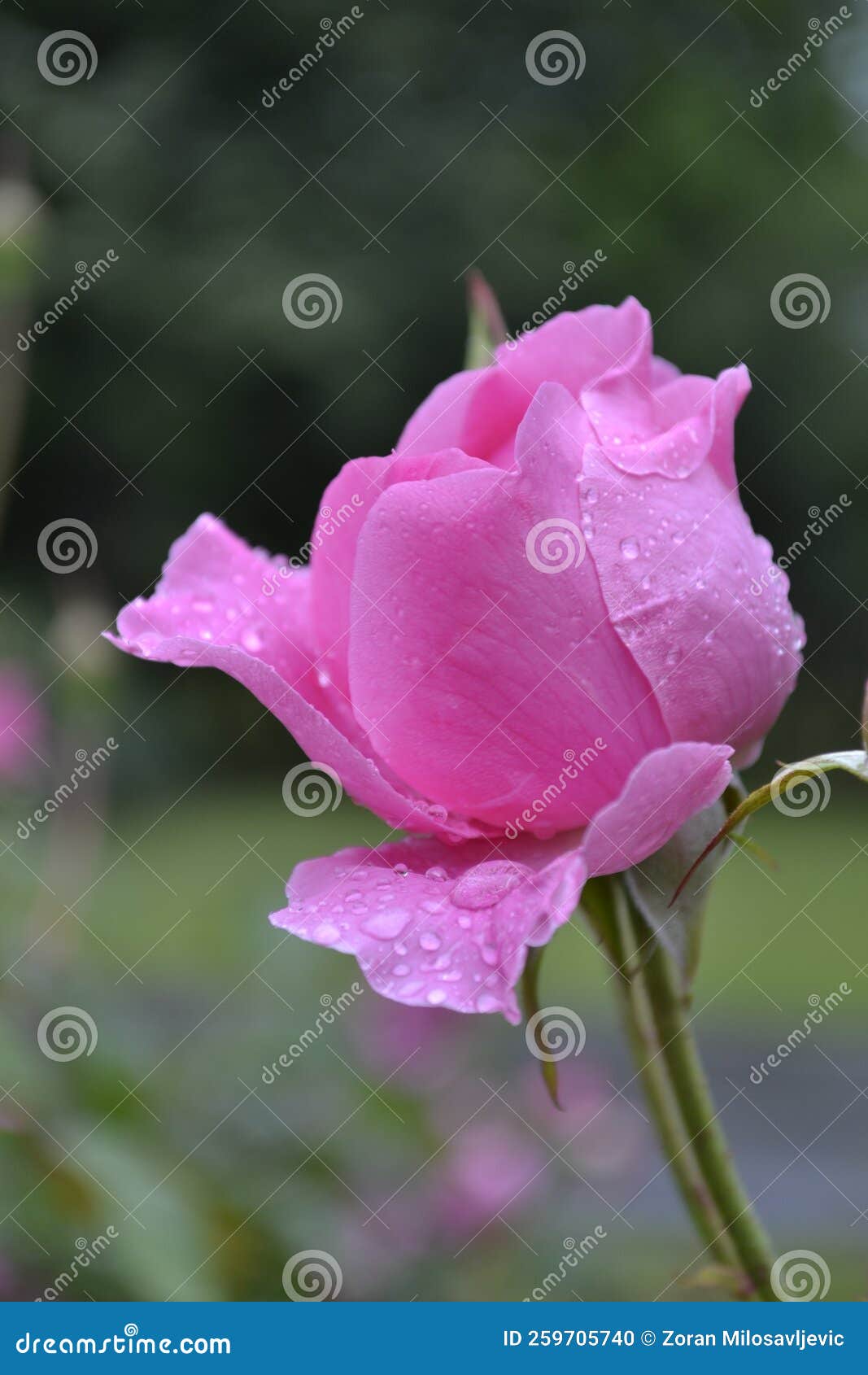 Brote de rosa morado foto de archivo. Imagen de pétalo - 259705740