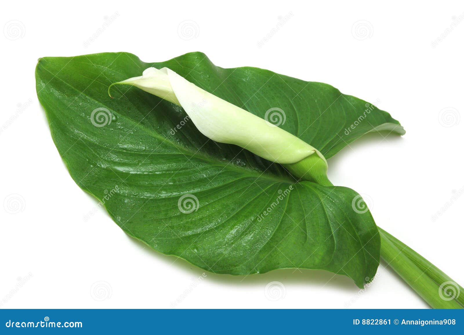Brote De Una Cala De La Flor En Una Hoja Imagen de archivo - Imagen de ...