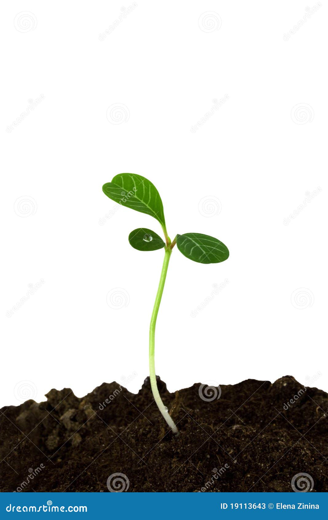 Brote De Una Planta Con Las Hojas Aisladas En Un Blanco Imagen de ...