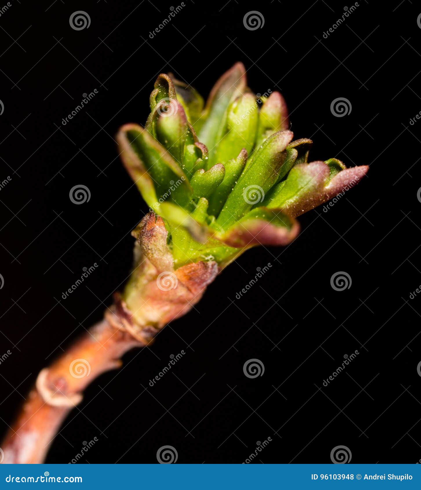 Brote En Una Rama De Una Planta Foto de archivo - Imagen de hermoso ...