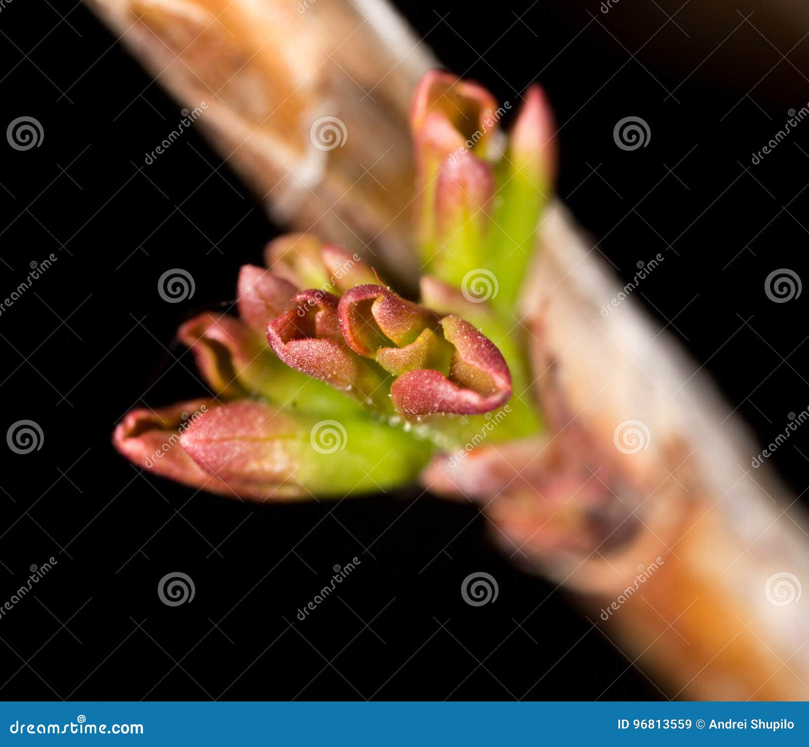 Brote En Una Rama De Una Planta Imagen de archivo - Imagen de vida ...