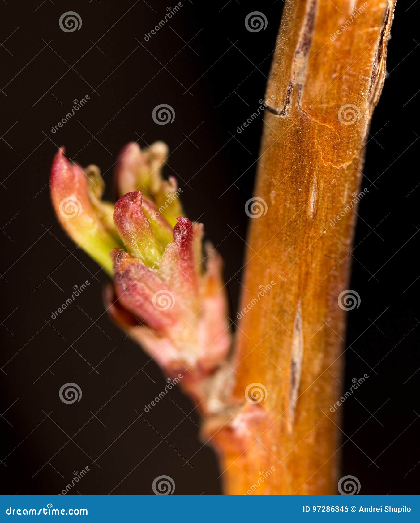 Brote En Una Rama De Una Planta Foto de archivo - Imagen de cubo ...