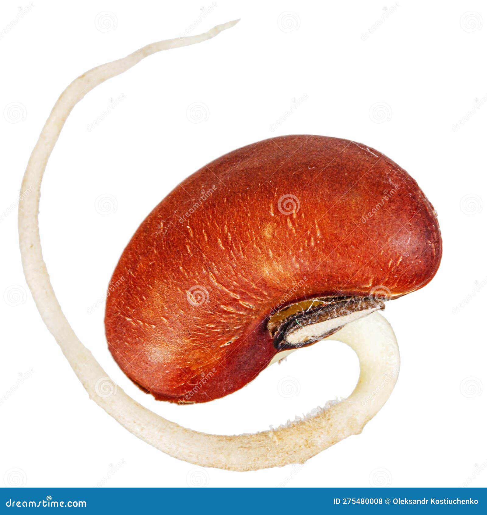 Brote Joven De Semilla Germinada Aislado En Fondo Blanco Foto de ...