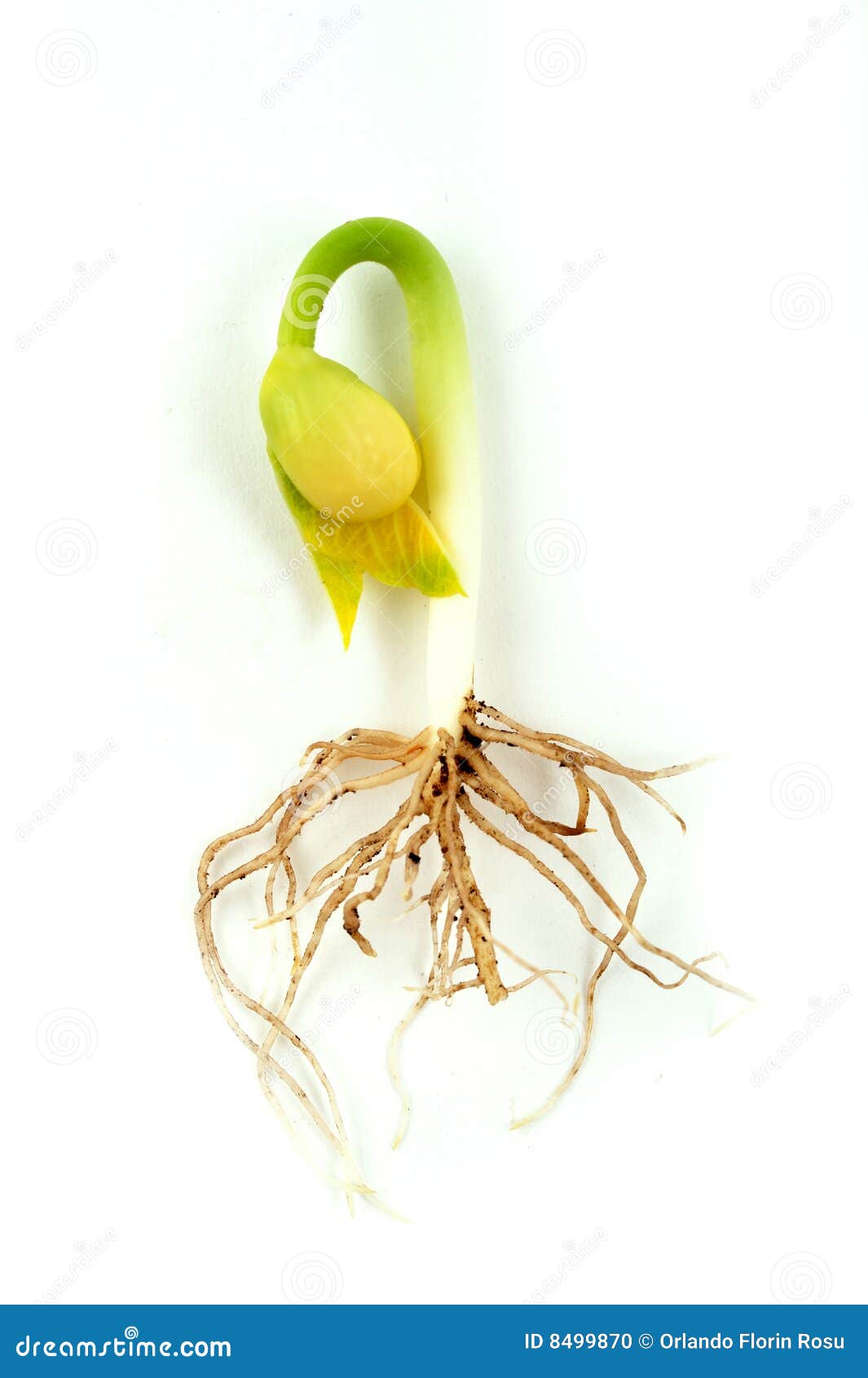 Brote a planta e a raiz foto de stock. Imagem de sementeira - 8499870