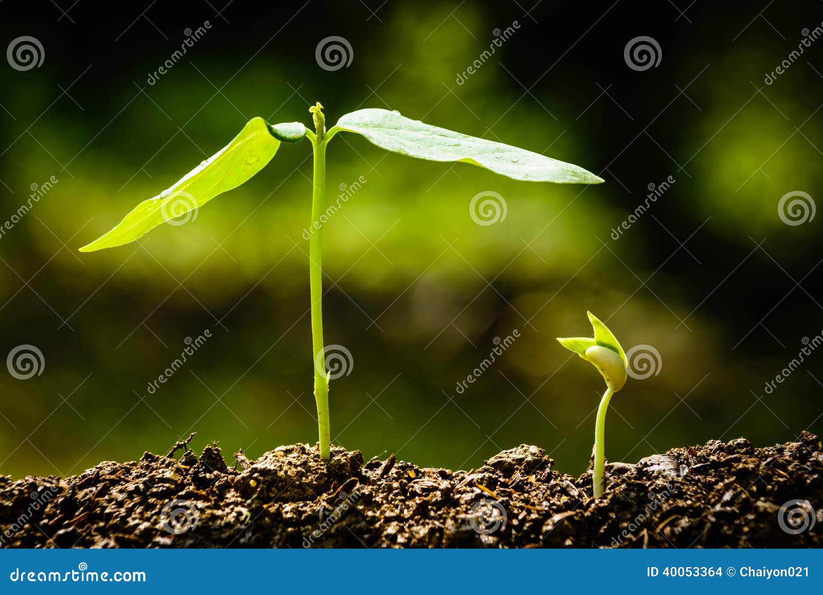 Brote Que Crece De La Semilla Foto de archivo - Imagen de verde, suelo ...