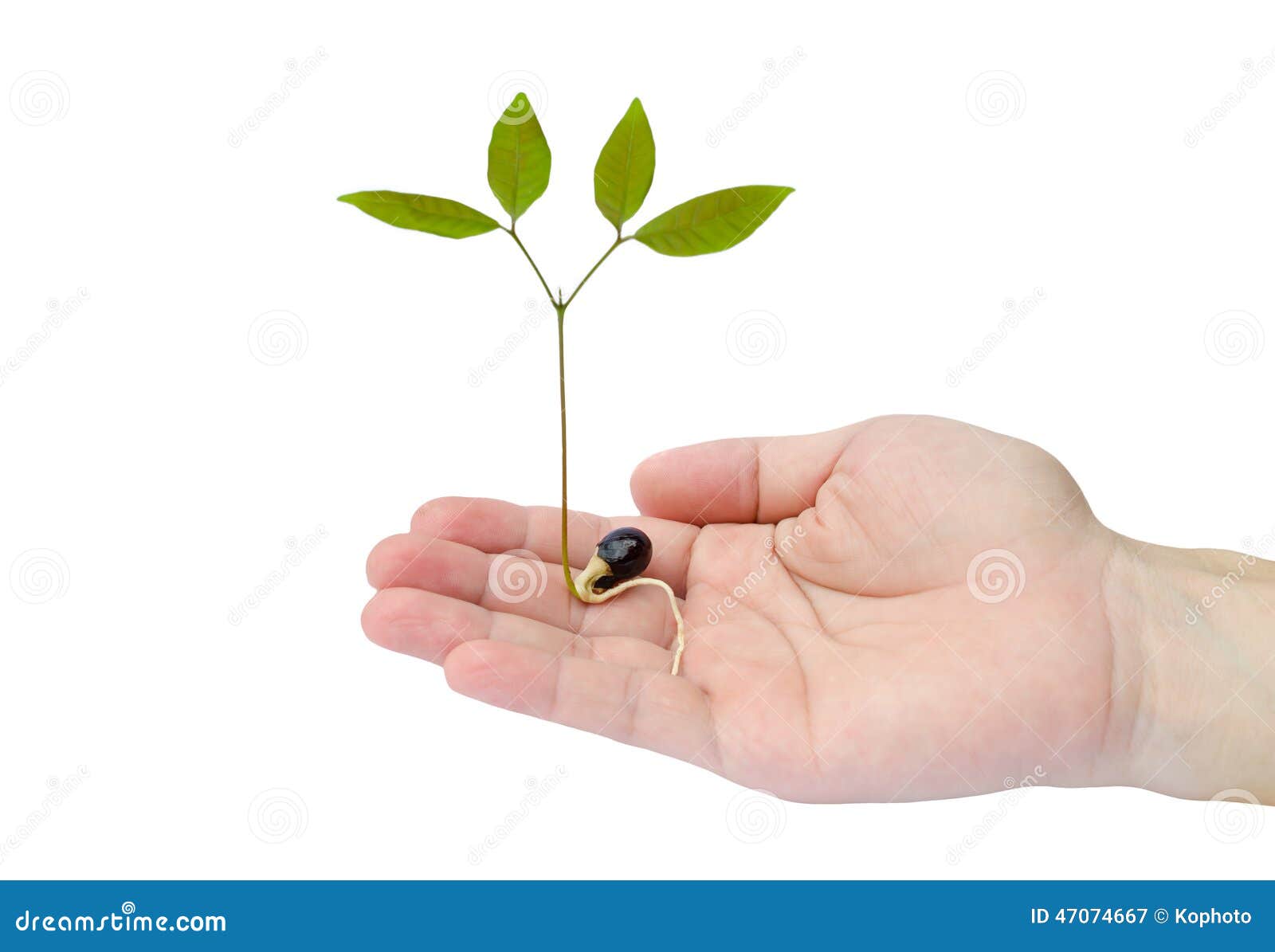 Brote Que Crece De La Semilla Imagen de archivo - Imagen de vida ...