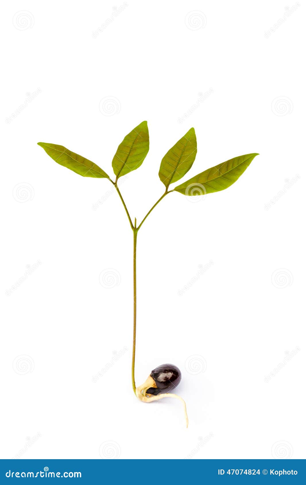 Brote Que Crece De La Semilla Foto de archivo - Imagen de verde ...